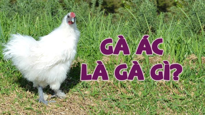 Gà Ác Là Gì? "Vị Thuốc Quý" Từ Thiên Nhiên Trong Ẩm Thực Bổ Dưỡng